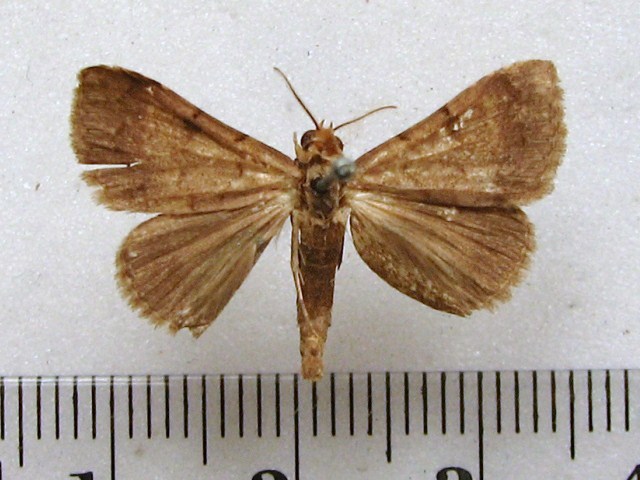 Plecoptera reflexa African Moths