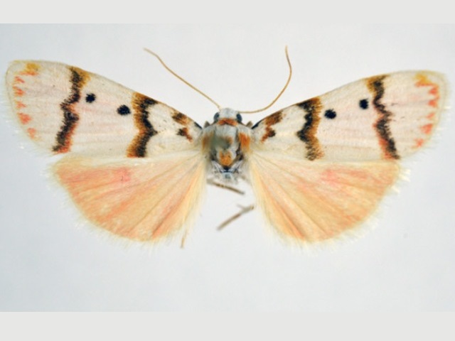 Cyana aarviki African Moths