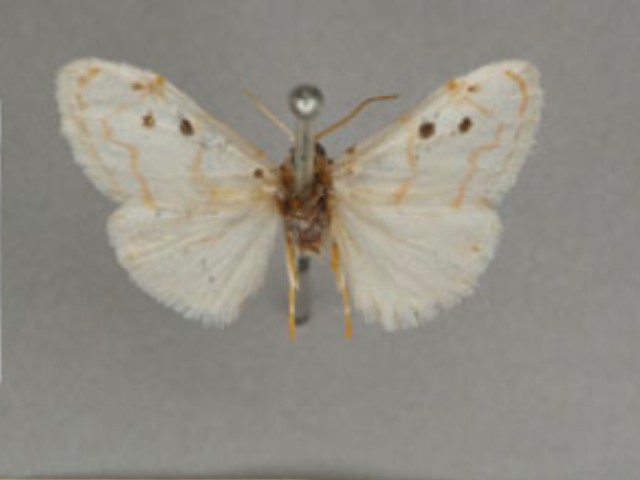Cyana rubritermina African Moths