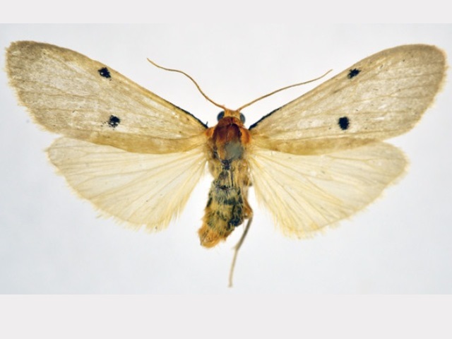 Nanna naumanni African Moths