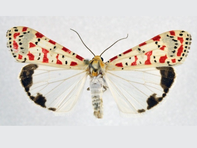 Utetheisa amhara African Moths