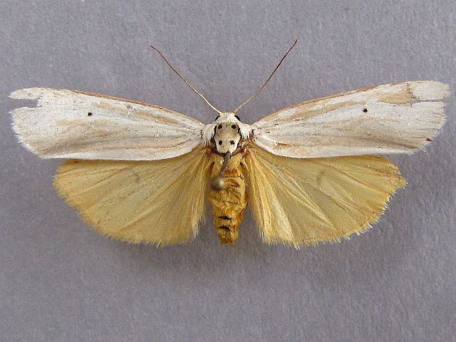 Paraona interjecta African Moths