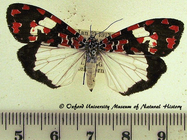 Utetheisa elata African Moths