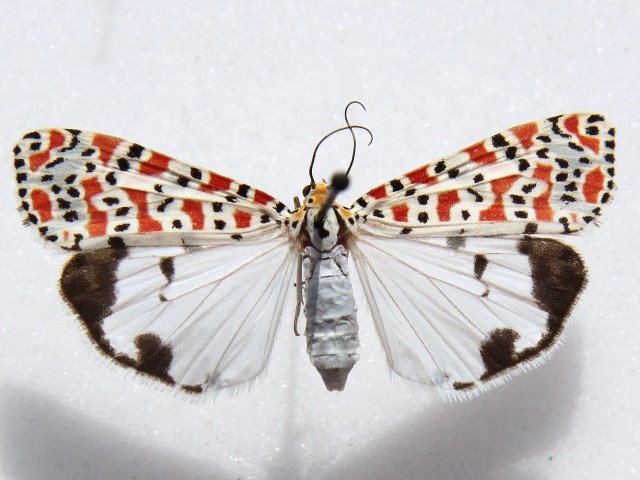 Utetheisa lotrix African Moths