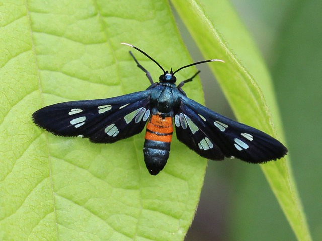 Amata sp1 African Moths