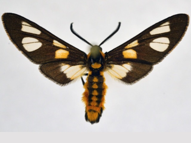 Ceryx fulvescens African Moths