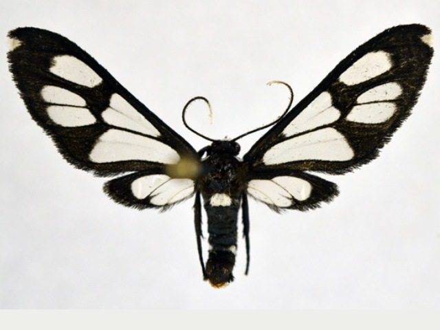 Ceryx semihyalina African Moths