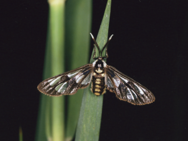 Ceryx anthraciformis African Moths