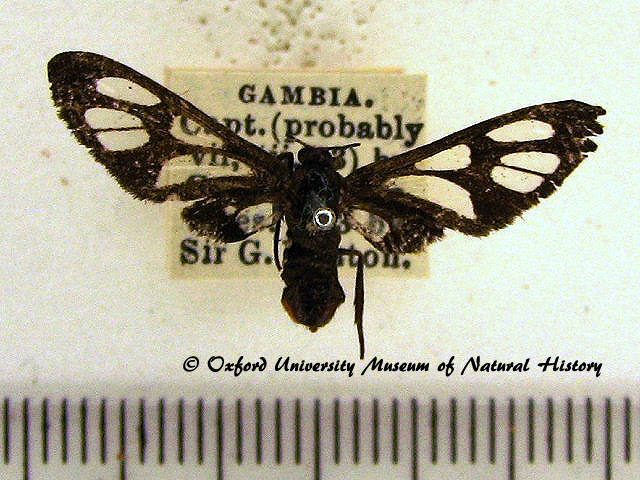 Ceryx sp1 African Moths