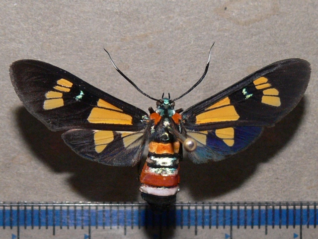 Euchromia folletii African Moths