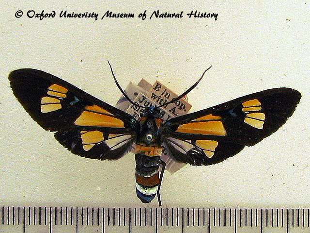 Euchromia lethe African Moths