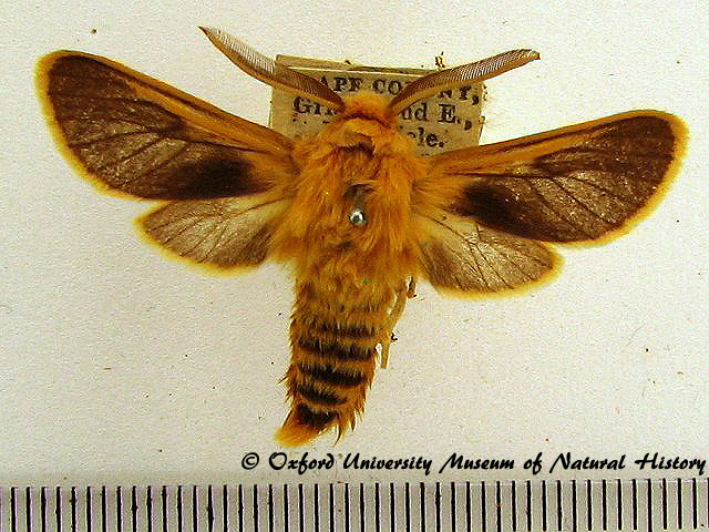 Automolis meteus African Moths