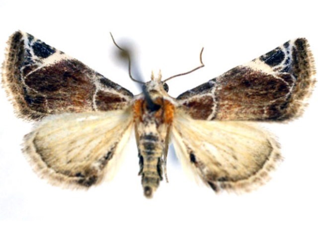 Autoba costimacula African Moths