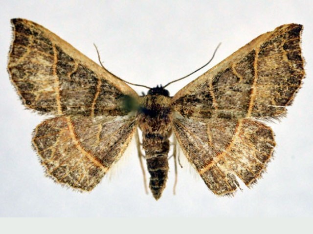 Corgatha odontota African Moths
