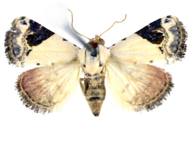 Eublemma ecthaemata African Moths