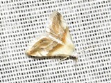 Eublemma parva African Moths