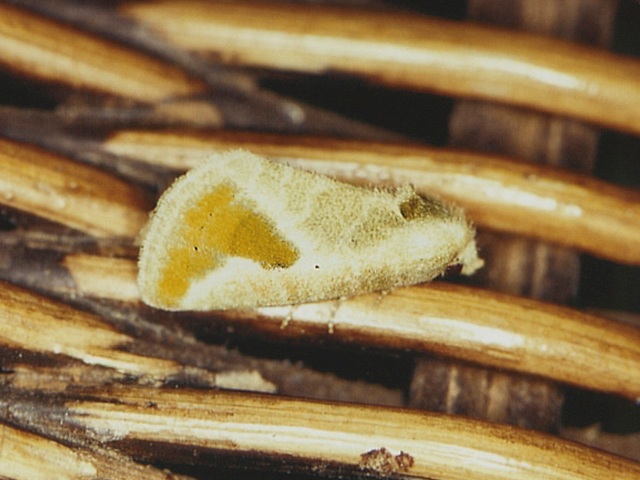 Autoba olivacea African Moths