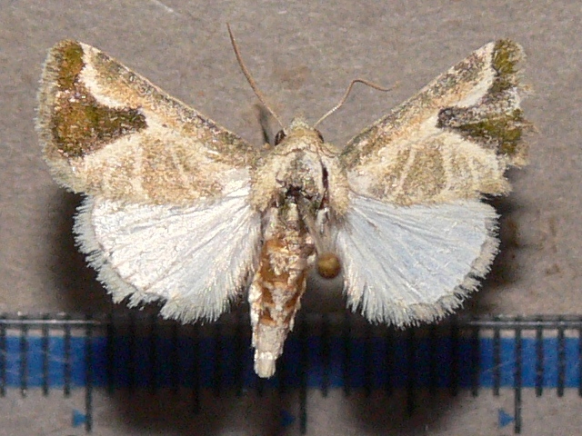 Autoba sp1 African Moths