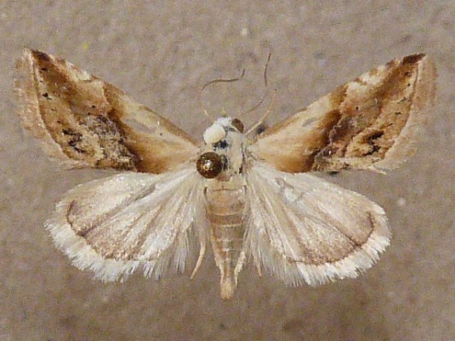 Eublemma exigua African Moths