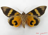 Eudocima phalonia African Moths