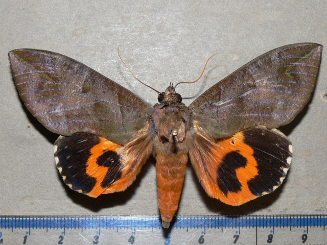Eudocima phalonia African Moths
