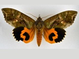 Eudocima phalonia African Moths