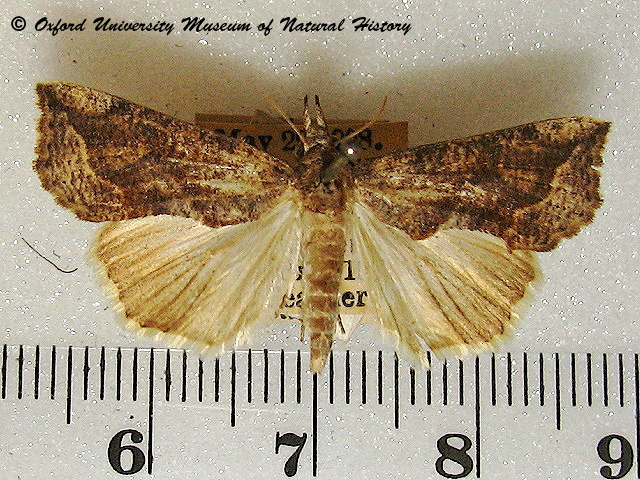 Oraesia intrusa African Moths