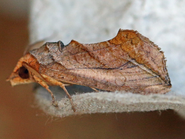 Oraesia triobliqua African Moths