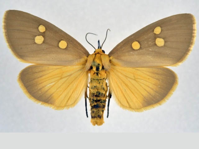 Rhanidophora agrippa African Moths