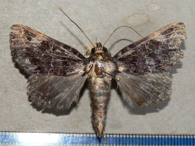 Pseudotolna eximia African Moths