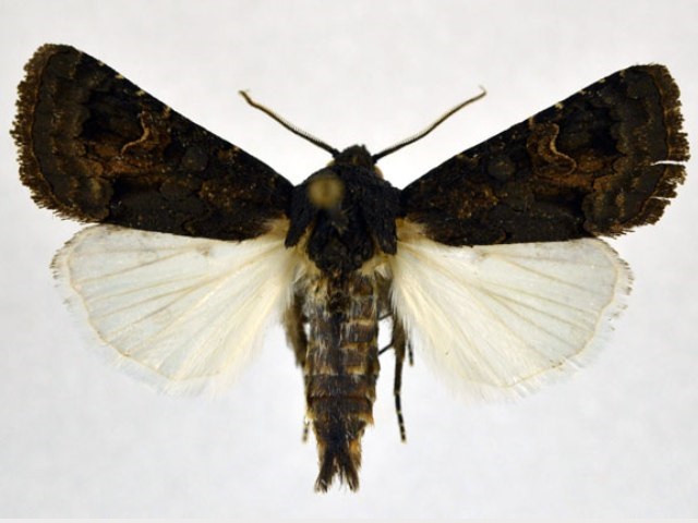 Aedia nigrescens African Moths