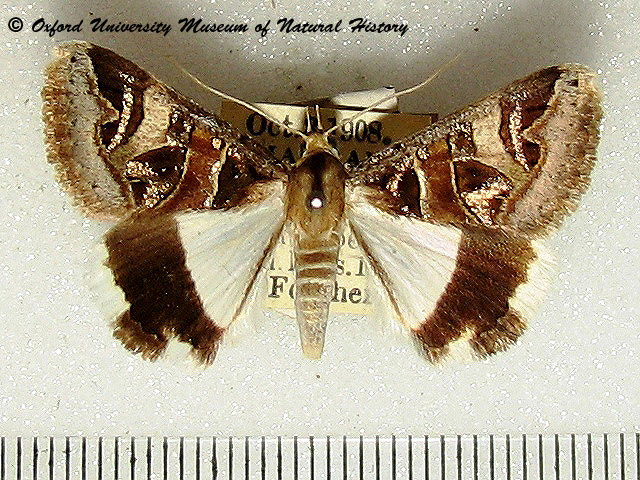 Drasteria oppia African Moths
