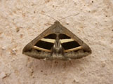 Grammodes bifasciata African Moths