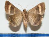 Grammodes bifasciata African Moths