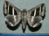 Grammodes bifasciata African Moths