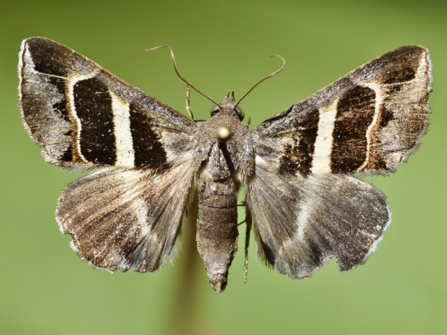Grammodes exclusiva African Moths