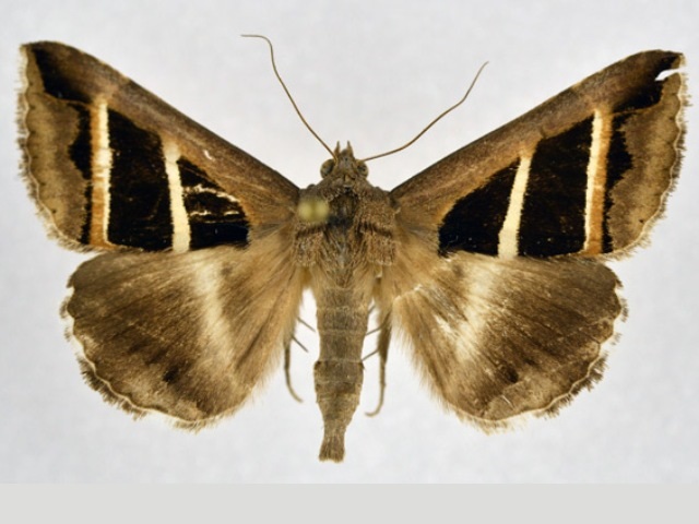 Grammodes geometrica African Moths