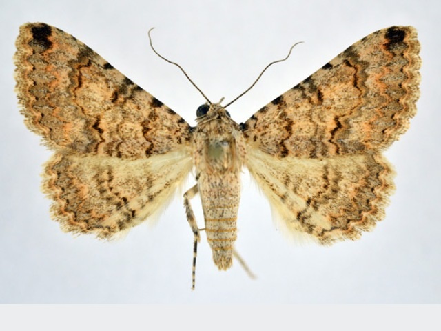 Rhabdophera acrosticta African Moths Home Page