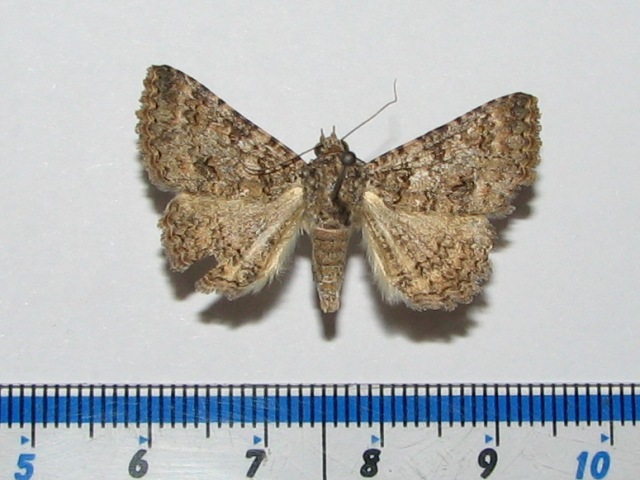 Rhabdophera exarata African Moths Home Page
