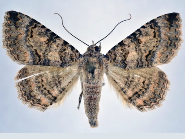 Rhabdophera vetusta African Moths Home Page