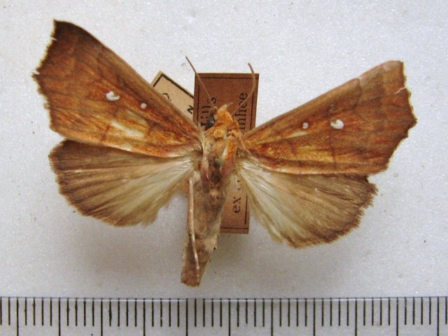 Anomis fulvida African Moths