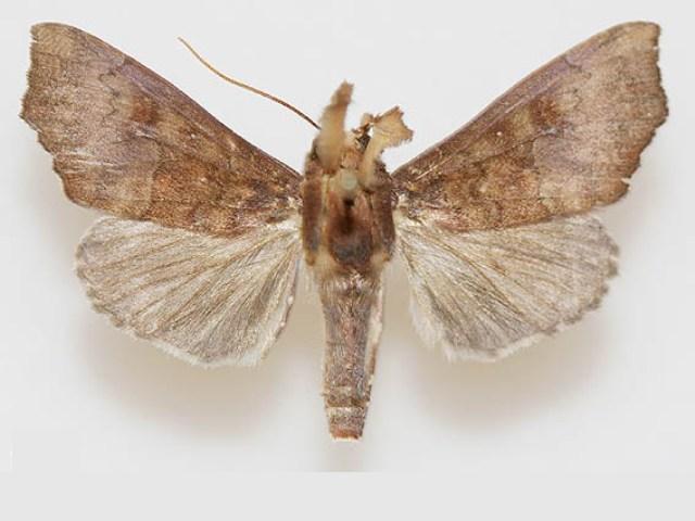 Anomis leona African Moths