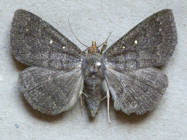 Calesia xanthognatha African Moths