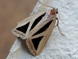 Chalciope pusilla African Moths