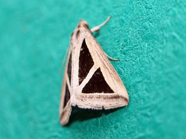 Chalciope pusilla African Moths