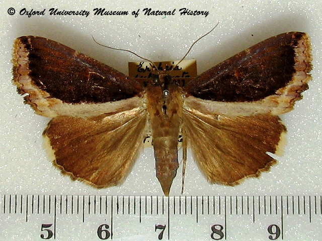 Ercheia subsignata African Moths