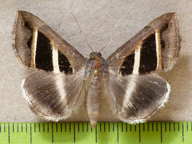 Grammodes bifasciata African Moths
