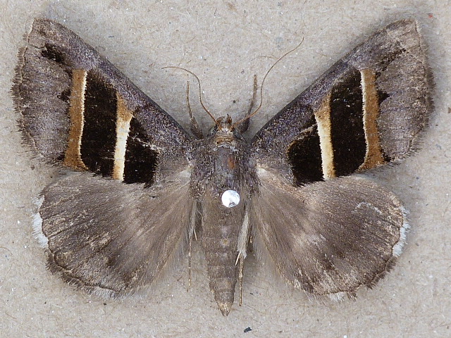 Grammodes congenita African Moths