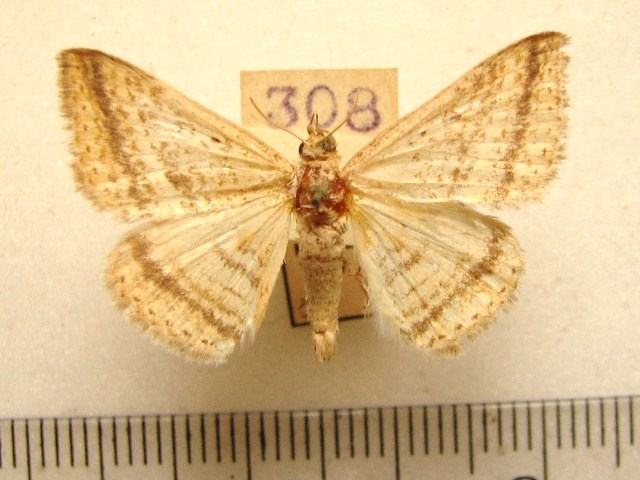 Rhabdophera arefacta African Moths