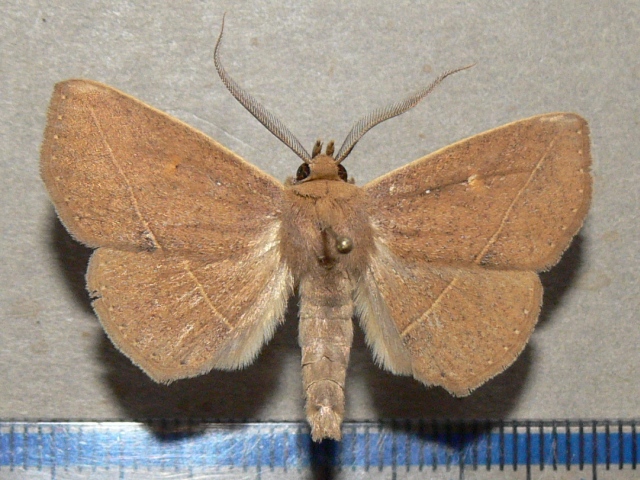 Ugia sp1 African Moths